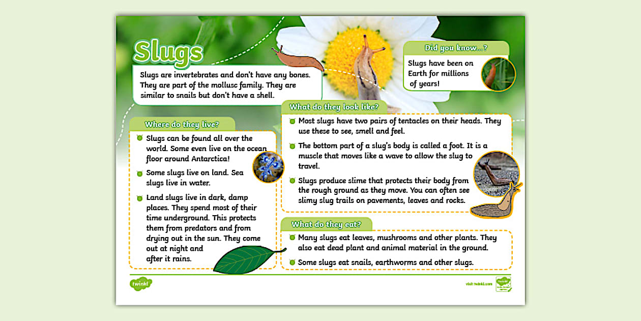 KS1 Slug Fact File - Twinkl - KS1 (Teacher-Made) - Twinkl