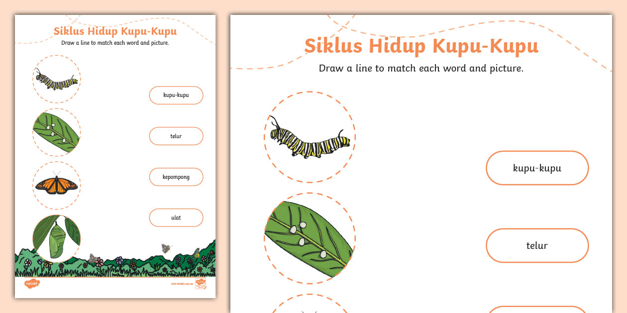 Butterfly Life Cycle Matching Activity - Indonesian - Twinkl