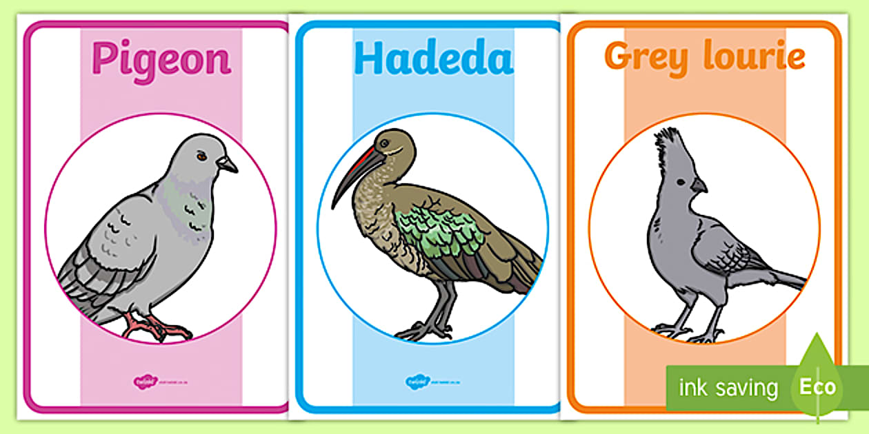 National Bird Of South Africa Display Posters | Grade R