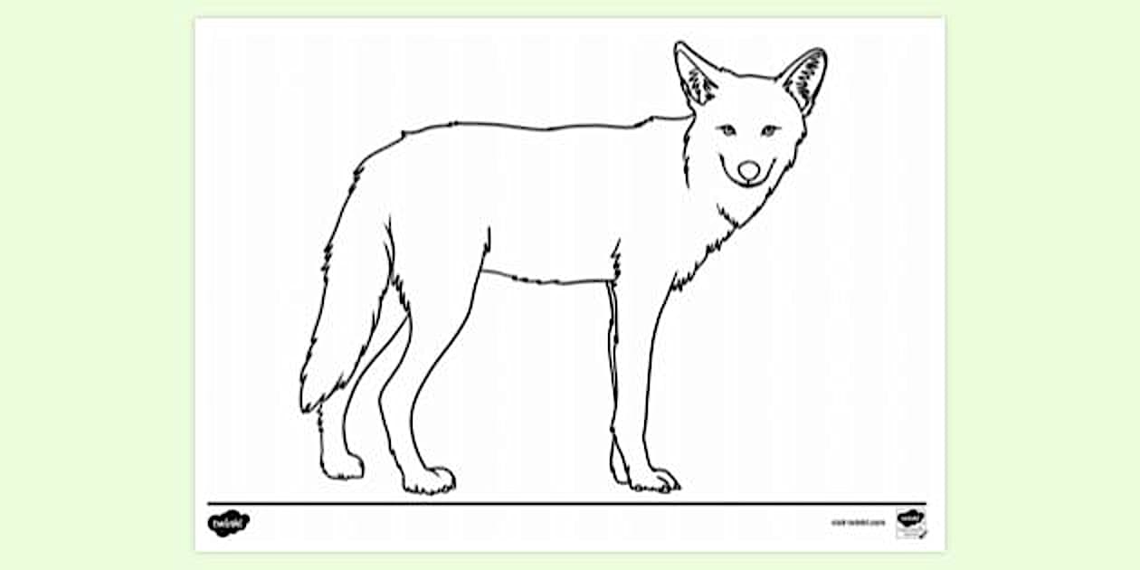 Coyote Colouring Sheet | Colouring Sheets | Twinkl - Twinkl