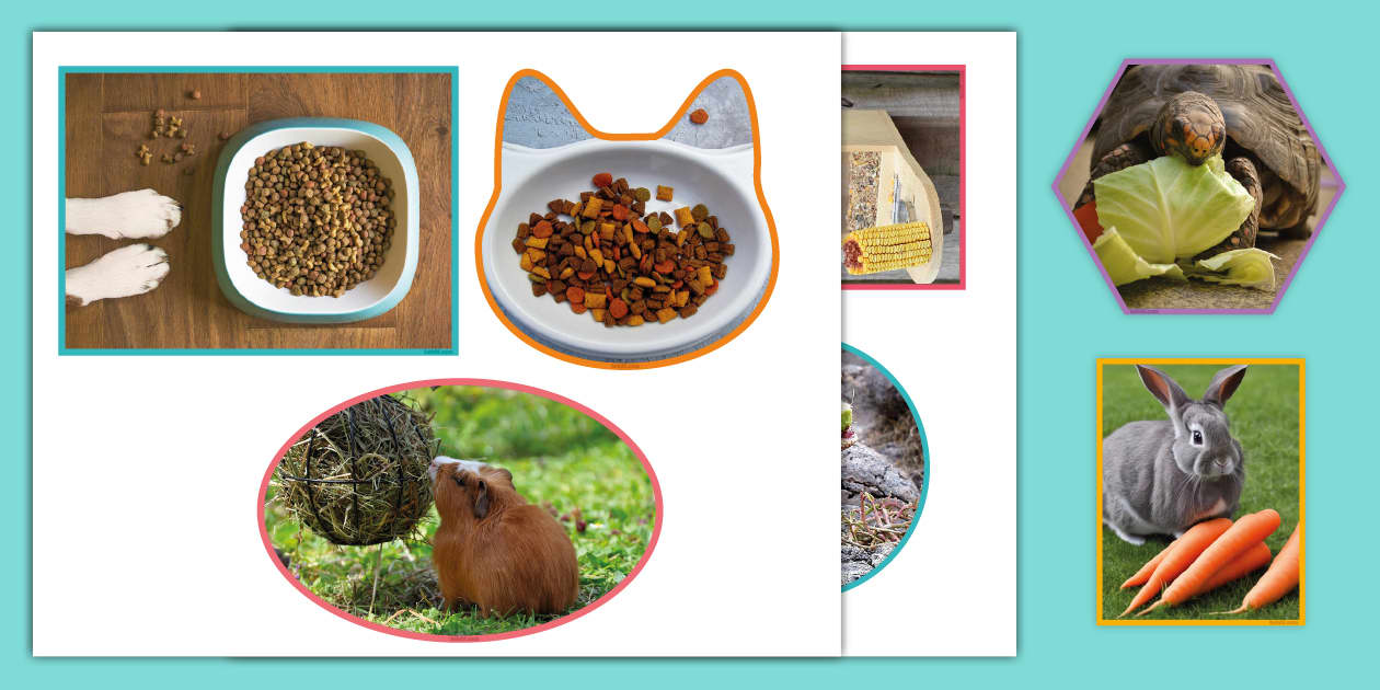 Pet Food Cutouts (teacher made) - Twinkl
