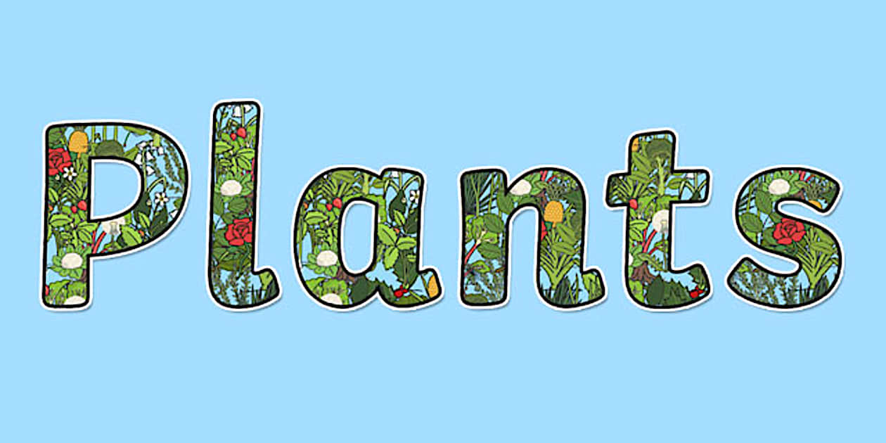 Editable 'Plants' Display Lettering (teacher made) - Twinkl