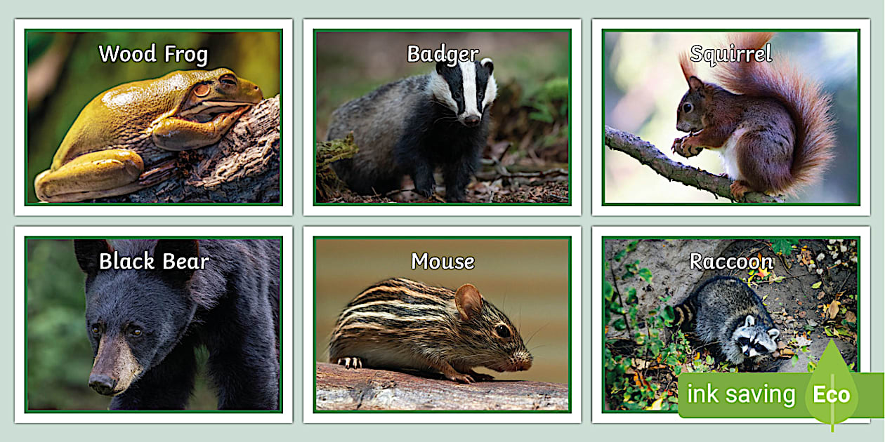 Pictures of Temperate Forest Animals | Display Posters