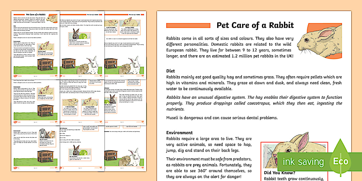 Pet Care of a Rabbit Differentiated Fact File - Twinkl