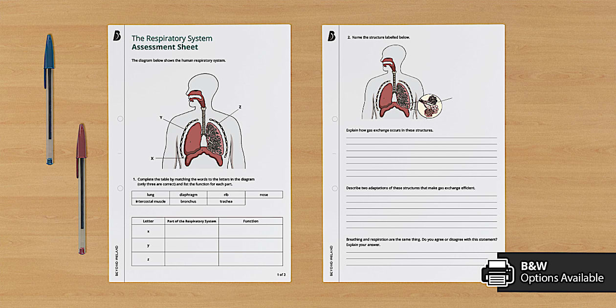 The Respiratory System Exam Style Assessment Sheet
