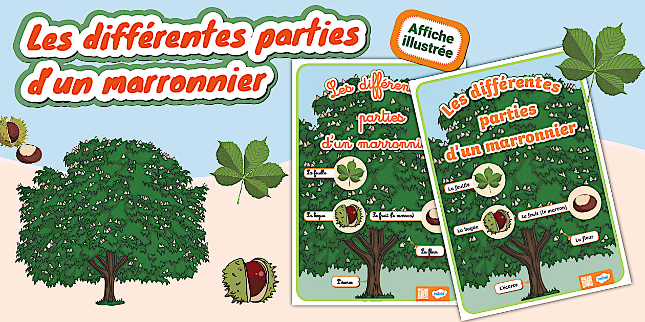 Affiche : Les différentes parties d'un marronnier