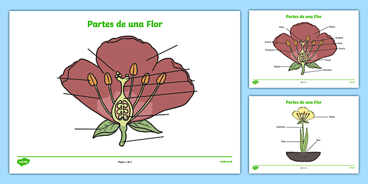 Black and White Parts of a Plant and Flower Labelling Worksheet Spanish