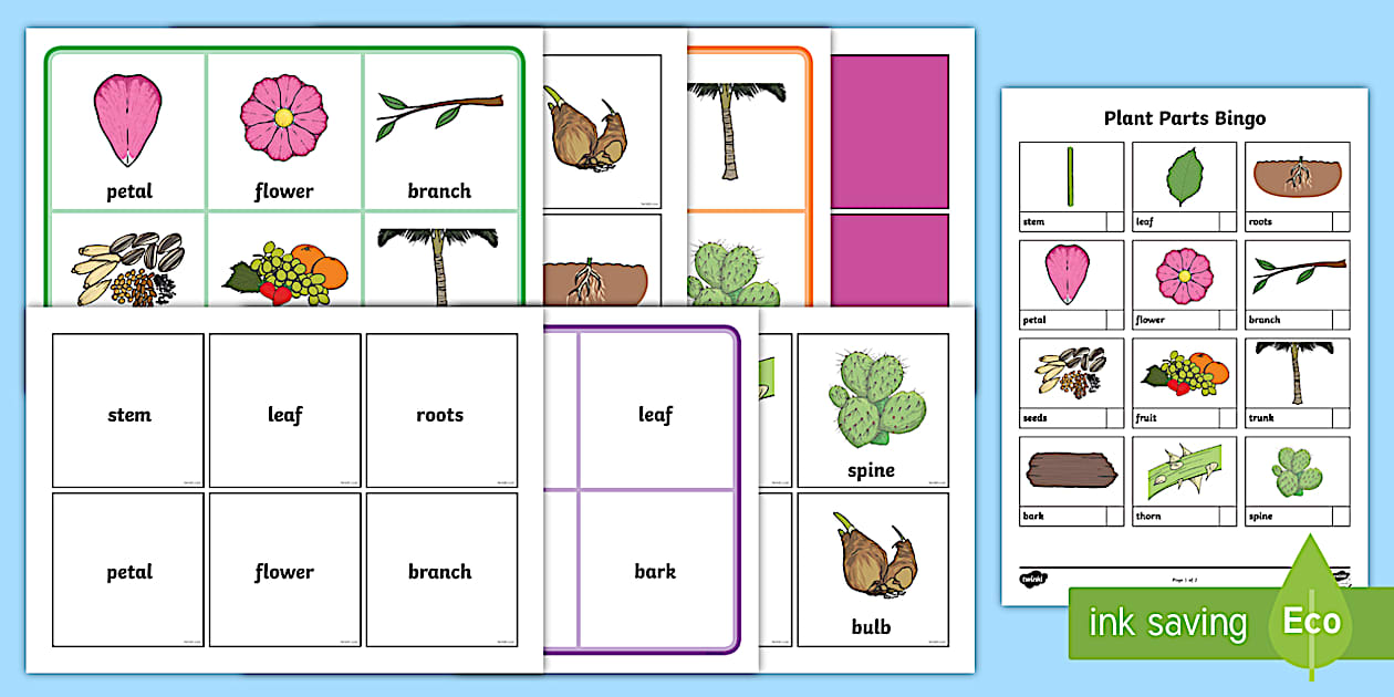 Plant Bingo | Fun Games and Activities | Twinkl Resources