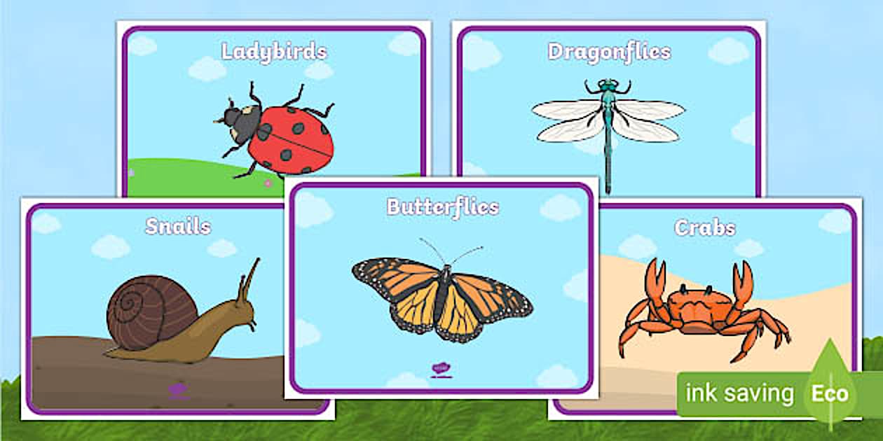 Minibeasts Group Signs (teacher made) - Twinkl