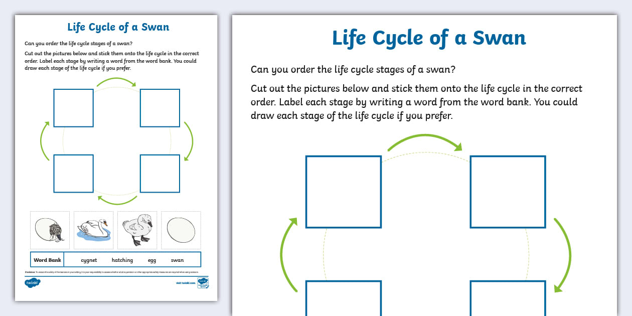 The Life Cycle of a Swan Worksheet (teacher made) - Twinkl
