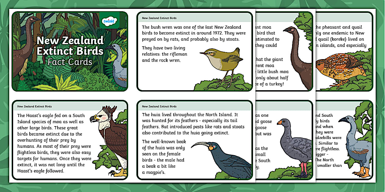 New Zealand Extinct Birds Fact Cards (professor feito)