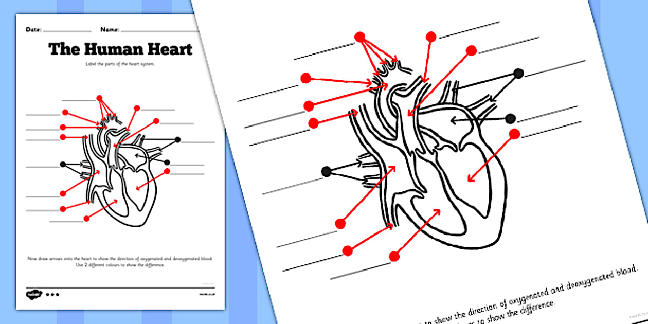 Heart Worksheet (teacher made) - Twinkl