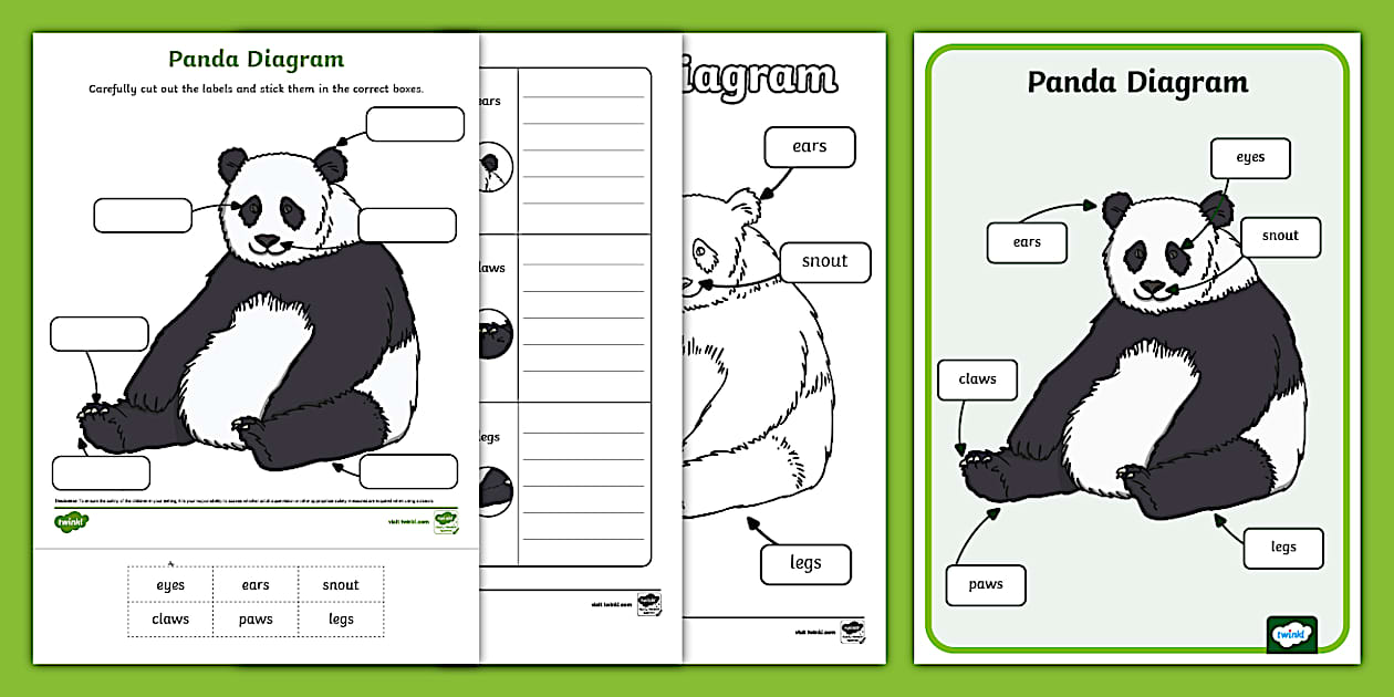 Panda Bear Diagram Pack (teacher made) - Twinkl