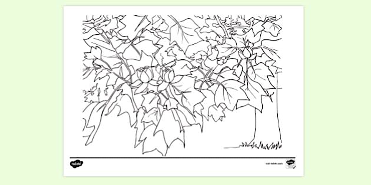 Tulip Tree Colouring Page | Colouring Sheets (teacher made)