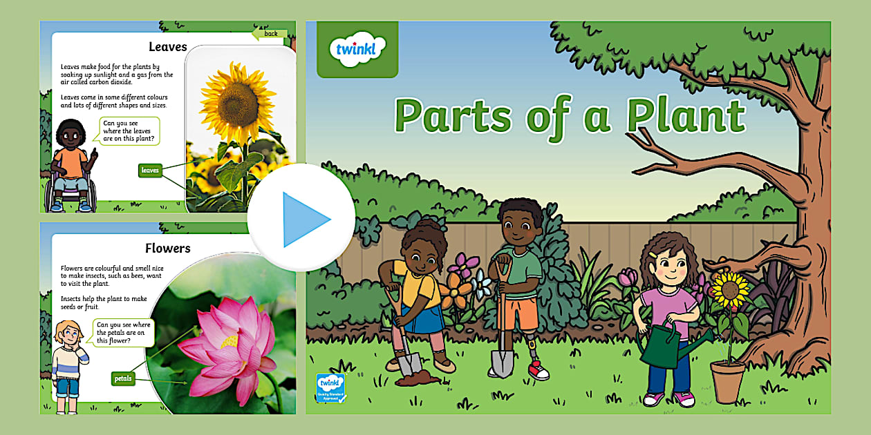 Kindergarten Parts of a Plant PowerPoint (Teacher-Made)
