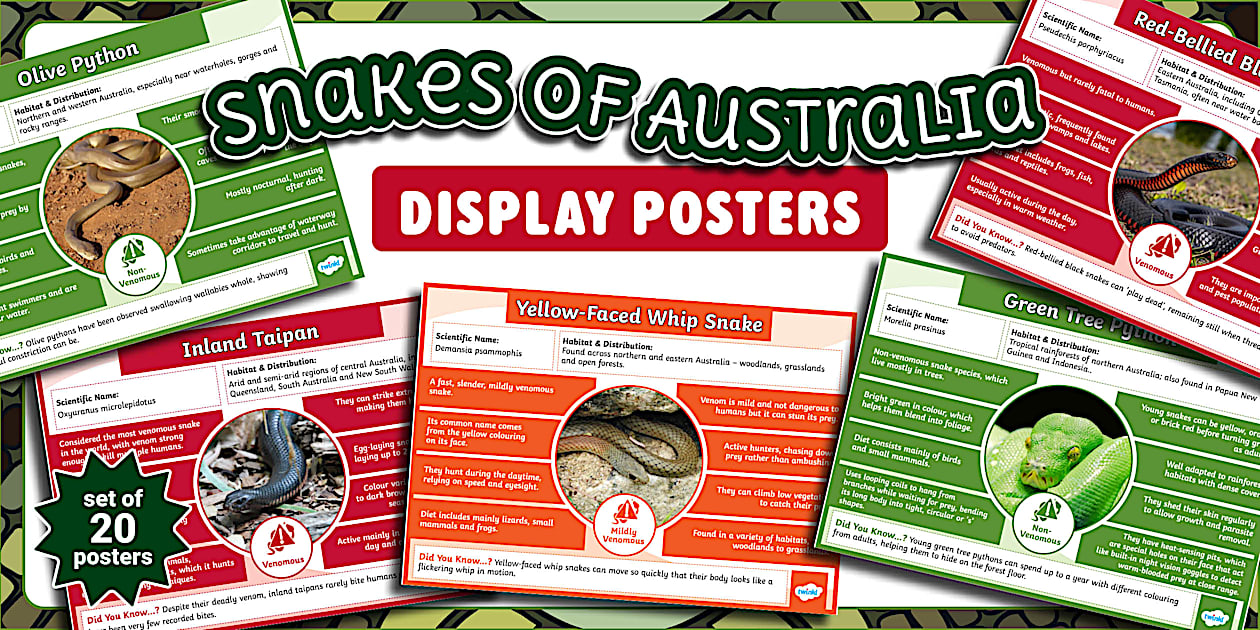 Snakes of Australia Display Posters