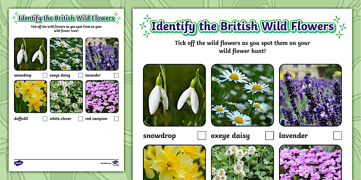 Identify British Wild Flowers Activity Sheet (teacher made)