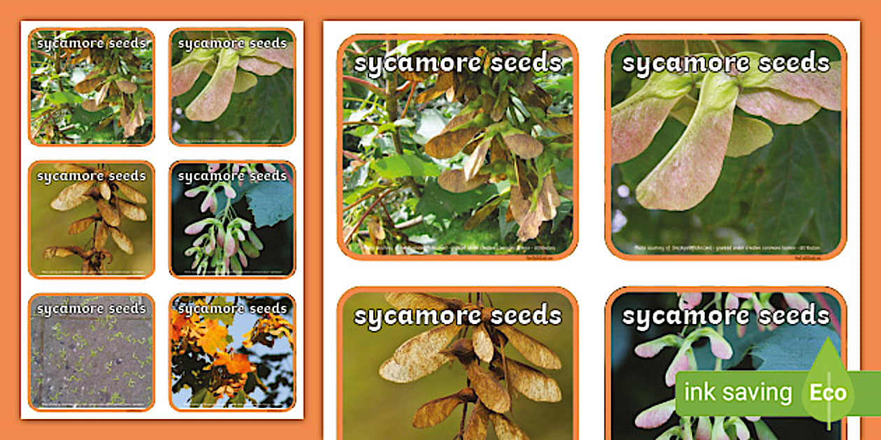 Sycamore Seed Pictures (teacher made) - Twinkl