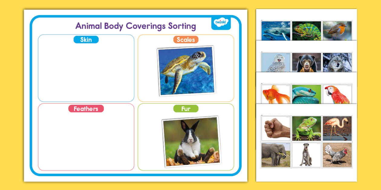 Animal Body Coverings Sorting Activity for K-2nd Grade