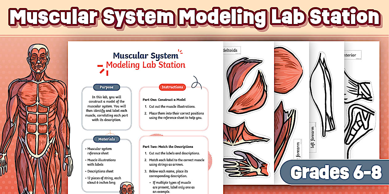 Hands-On Muscular System: Modeling Lab Station for 6th-8th
