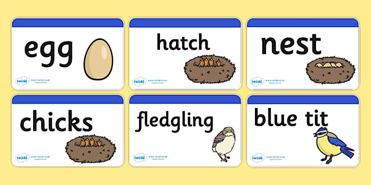 Blue Tit Life Cycle Word Cards (teacher made) - Twinkl