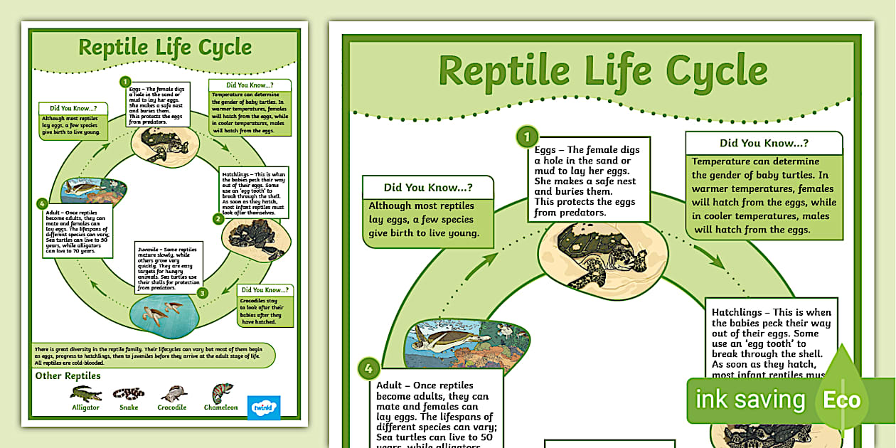 Reptile Lifecycle Display Poster (teacher made) - Twinkl