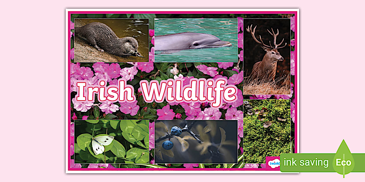Irish Wildlife Display Poster