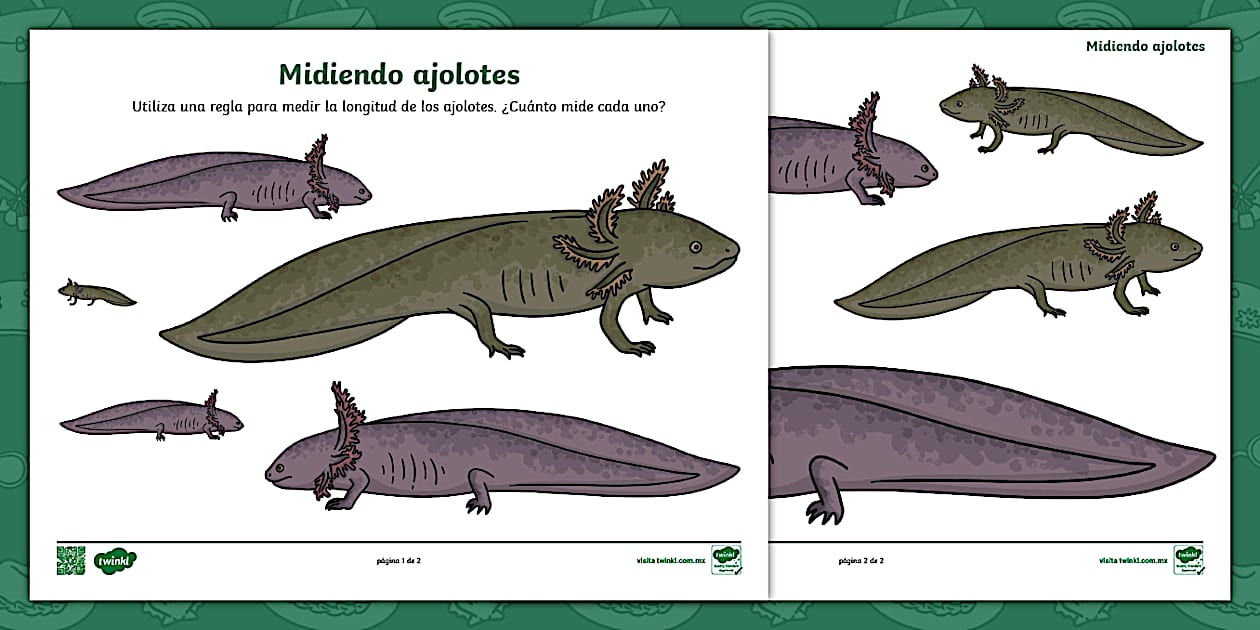 Ajolotes - actividad de medición (teacher made) - Twinkl