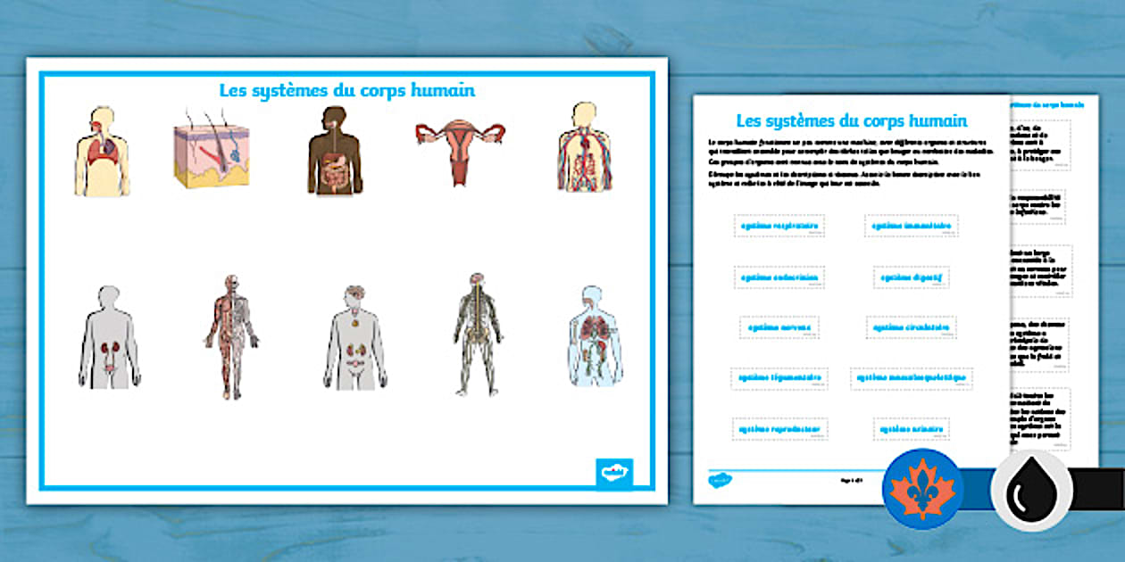 Human Body Systems Labelling Activity French (teacher made)