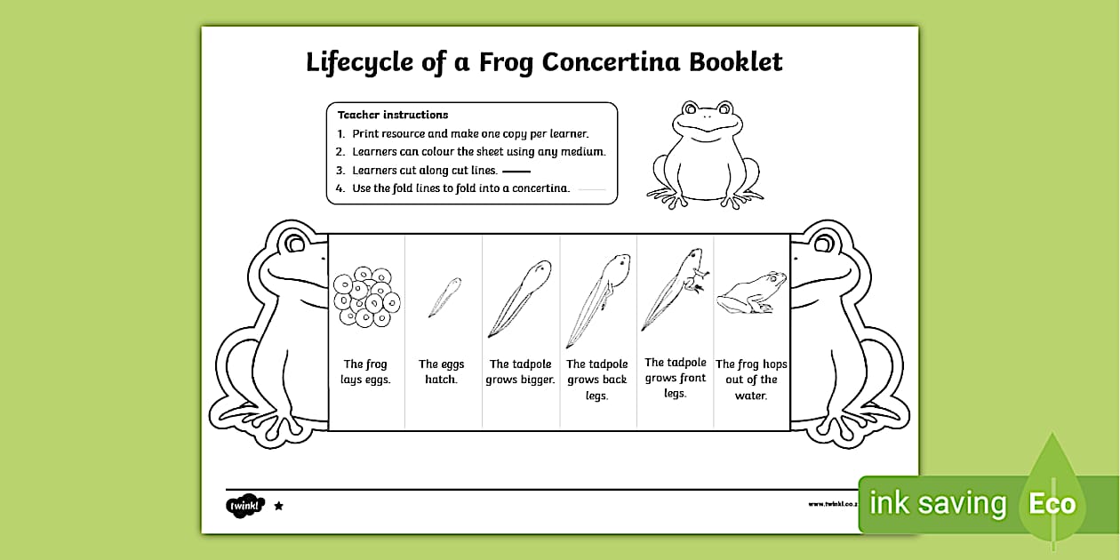 Lifecycle Of A Frog Worksheet | Concertina Booklet - Twinkl