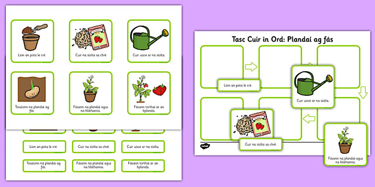 Plant Growth Sequencing Activity Gaeilge (teacher made)
