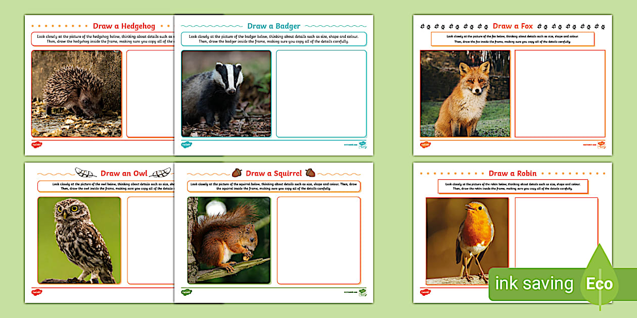 Draw the Woodland Animals, woodland animals art - Twinkl