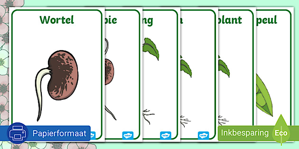 Lewenssiklus van 'n Boontjie Plakkate (teacher made)