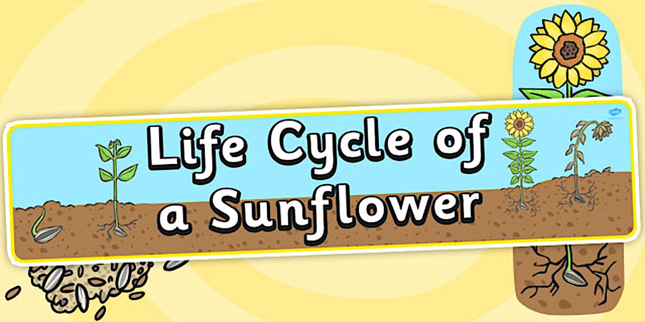 Life Cycle of a Sunflower Display Banner (teacher made)