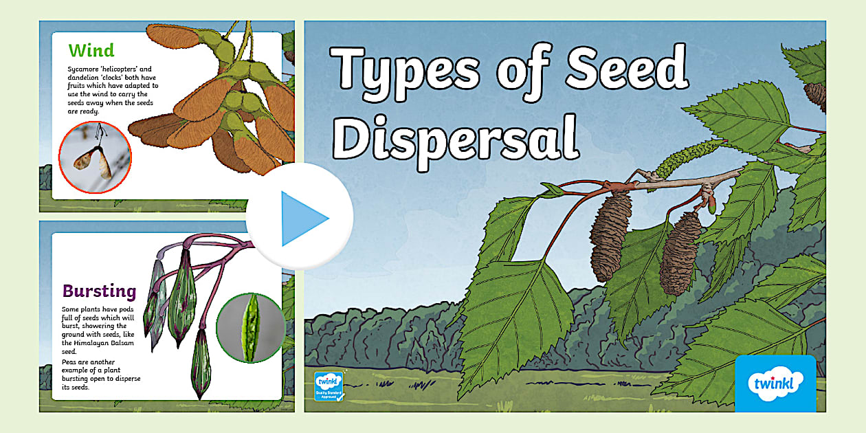 Seed Dispersal KS2 PowerPoint | Primary Resources - Twinkl