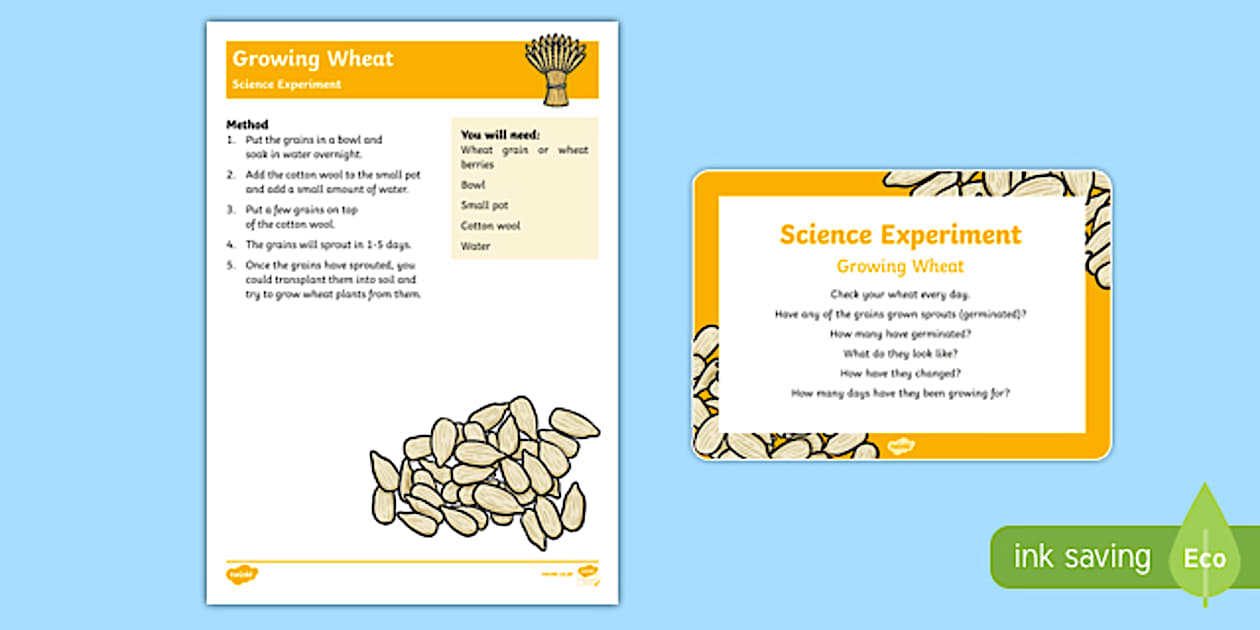 EYFS Growing Wheat Science Experiment and Prompt Card Pack