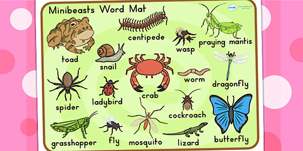 QLD Minibeasts Word Mat (teacher made) - Twinkl