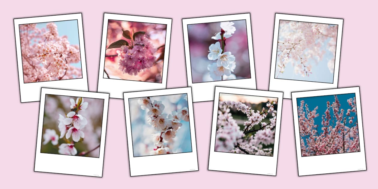 Cherry Blossom Instant Photo Style Display Images - Twinkl