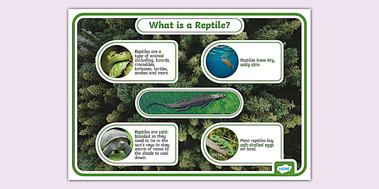What is a Reptile? Display Poster (teacher made) - Twinkl
