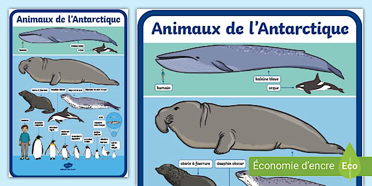 Poster d'affichage : comparaison des tailles des animaux de l'Antarctique