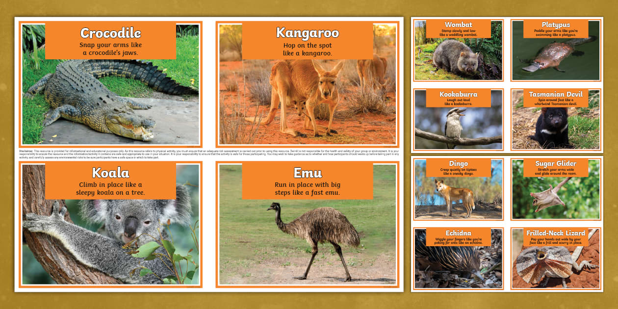 Australian Animals Brain Break Cards (teacher made) - Twinkl