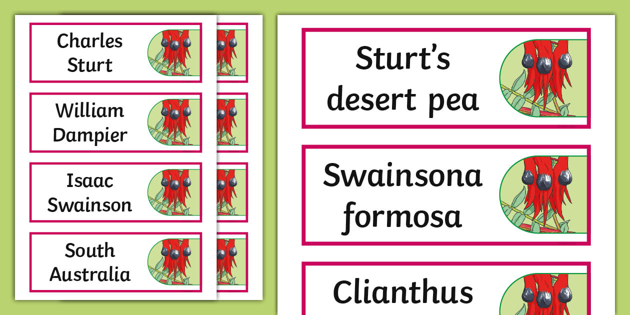 Sturt's Desert Pea Word Cards