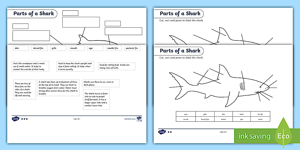 Parts of a Shark Labelling Worksheet | Shark Diagram
