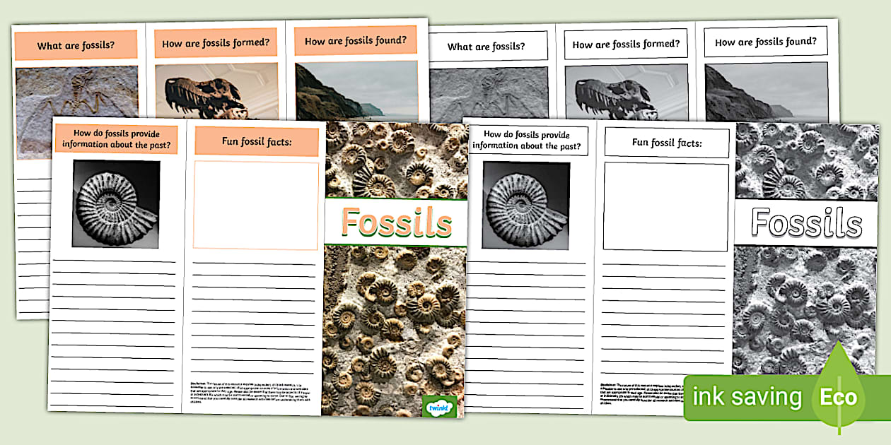 Fossils Leaflet Template (teacher made) - Twinkl
