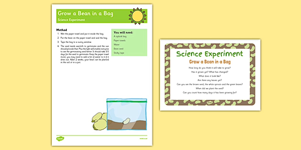EYLF Grow a Bean In A Bag Science Experiment Pack - Twinkl