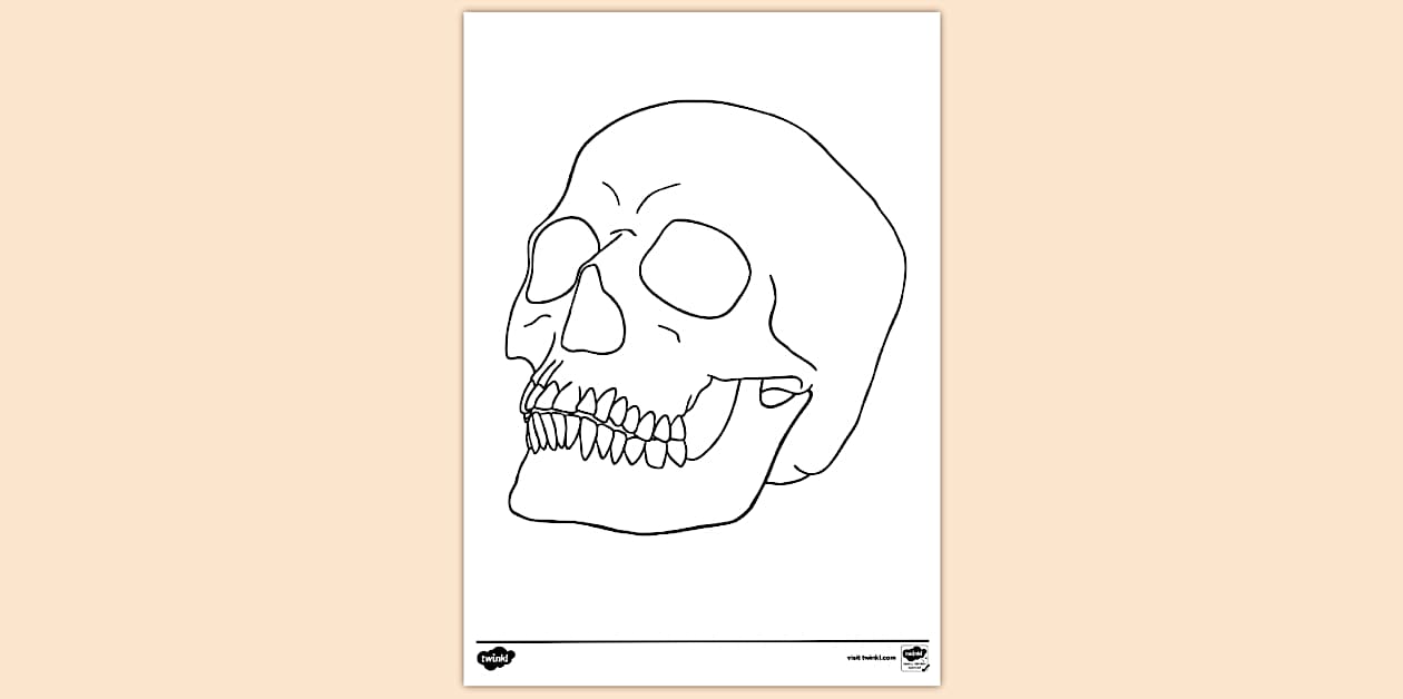 Skull Colouring | Colouring Sheets (teacher made) - Twinkl