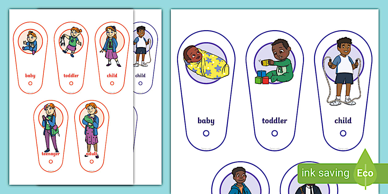 Life Cycle of a Human Fan (teacher made) - Twinkl