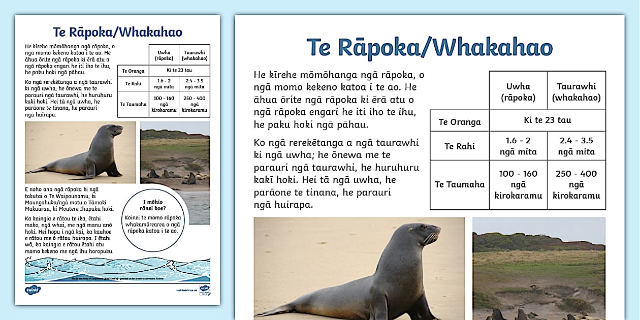 Te Rāpoka/Te Whakahao - New Zealand Sea Lion (teacher made)