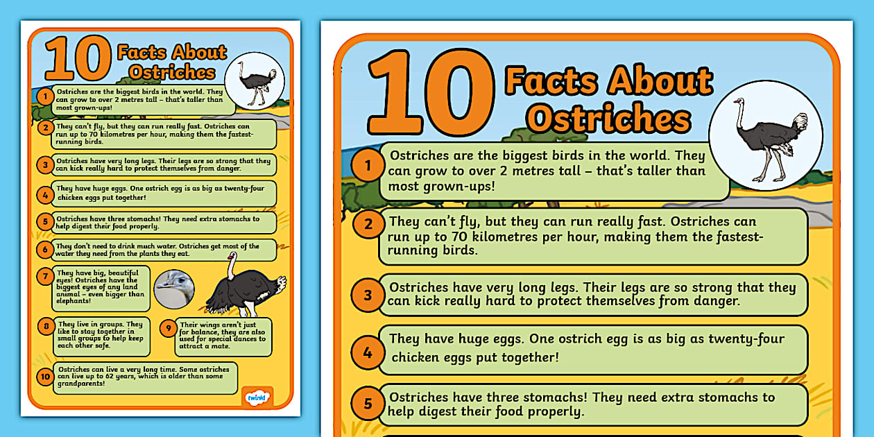 10 Facts About Ostriches Display Poster (teacher made)