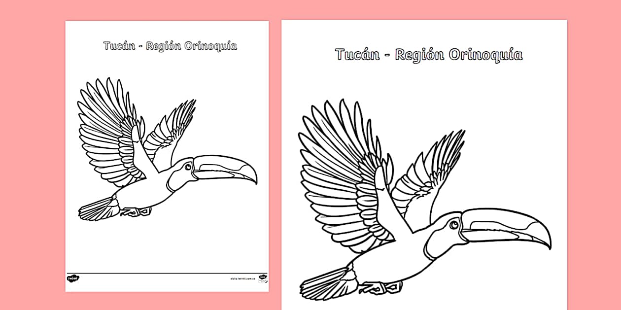 Dibujo de un tucán para colorear - Twinkl Colombia - Twinkl